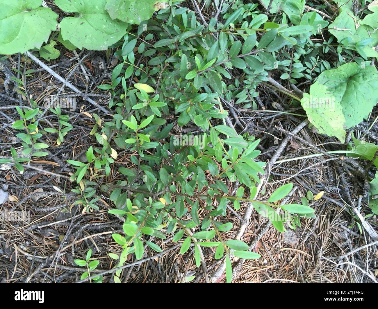 Oregon Boxwood (Paxistima myrsinites Stock Photo - Alamy