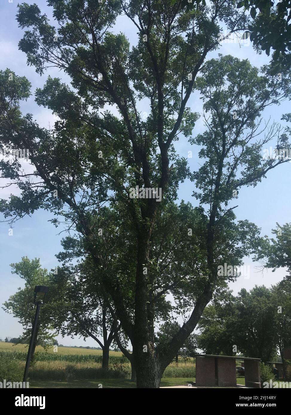 green ash (Fraxinus pennsylvanica Stock Photo - Alamy