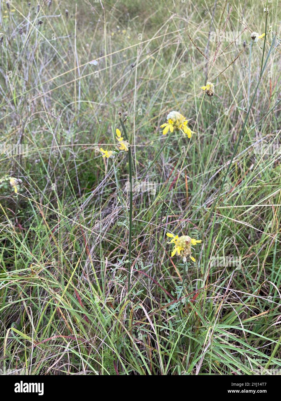 Golden Prairie Clover (Dalea aurea Stock Photo - Alamy