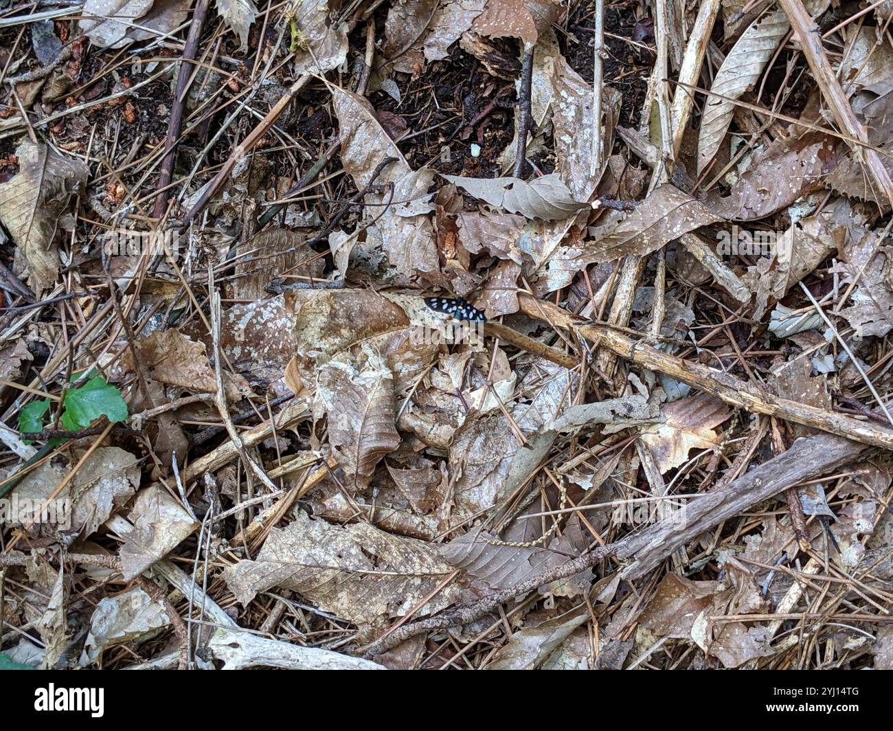 Nine-spotted Moth (Amata phegea Stock Photo - Alamy