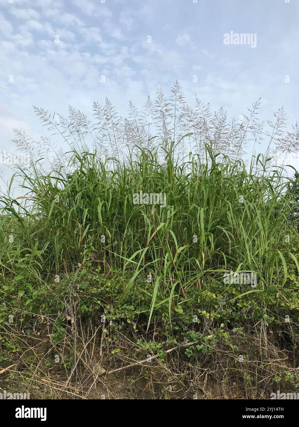 Johnson grass (Sorghum halepense Stock Photo - Alamy