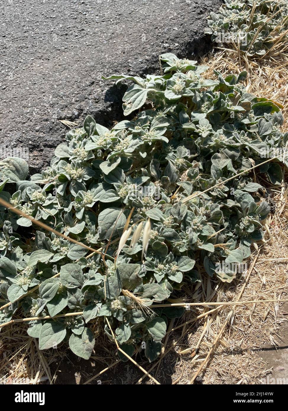 Setiger hi-res stock photography and images - Alamy