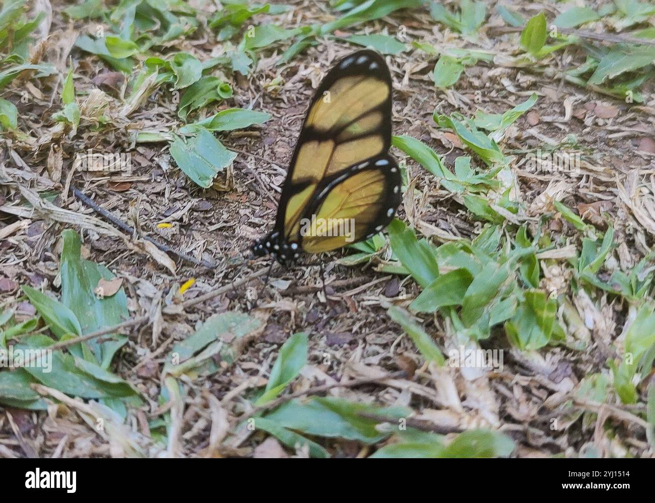 Rhoeo rhoeo hi-res stock photography and images - Alamy