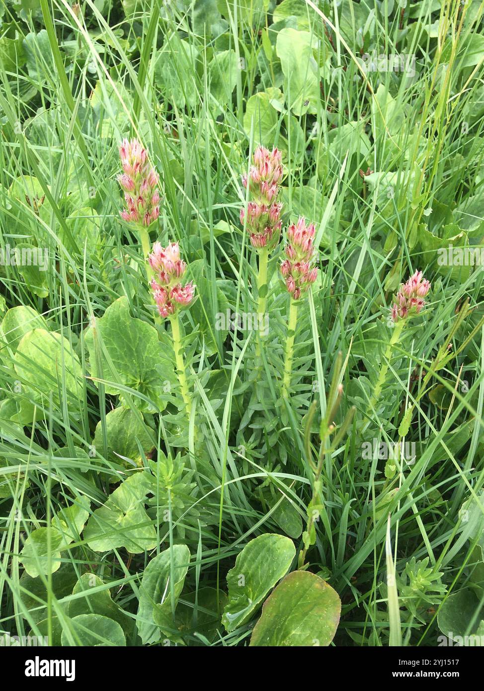 Queen's Crown (Rhodiola rhodantha Stock Photo - Alamy