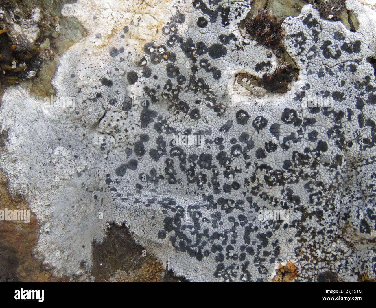 Smokey-eyed Boulder Lichen (Porpidia albocaerulescens Stock Photo - Alamy