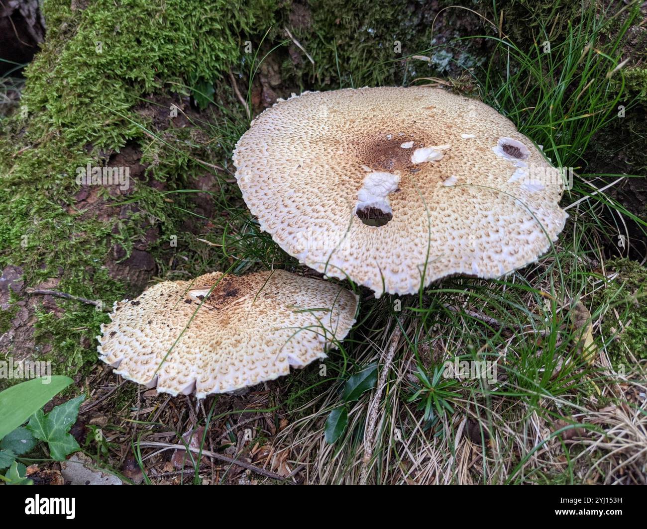 The Prince (Agaricus augustus Stock Photo - Alamy