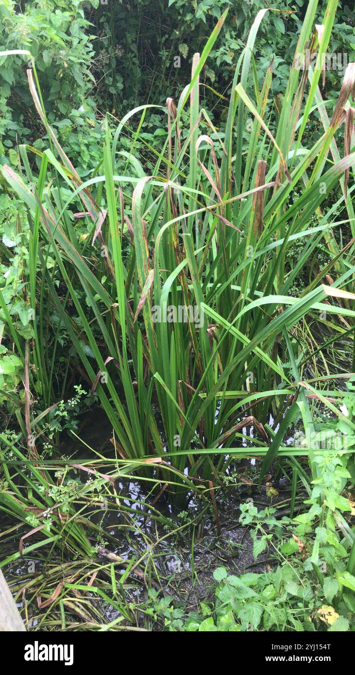 grasses, sedges, cattails, and allies (Poales Stock Photo - Alamy