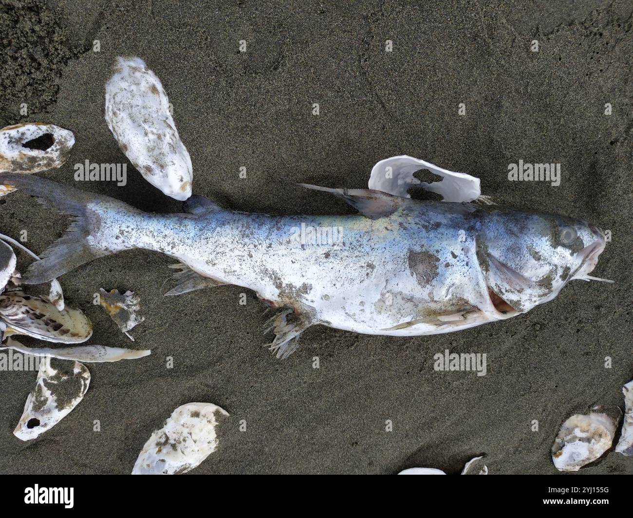 Spotted Sea Catfish (Arius maculatus Stock Photo - Alamy