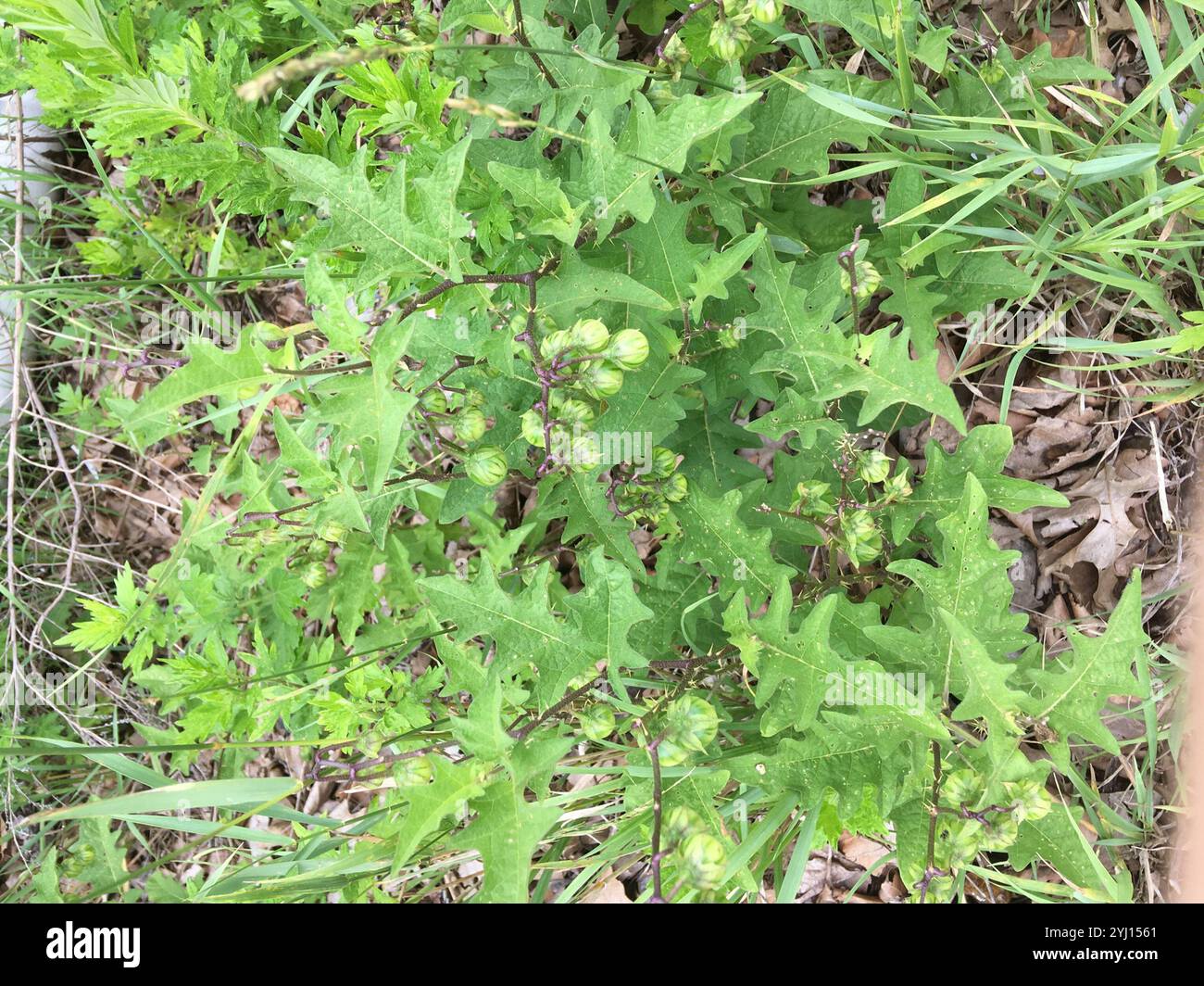 Carolina horsenettle (Solanum carolinense Stock Photo - Alamy