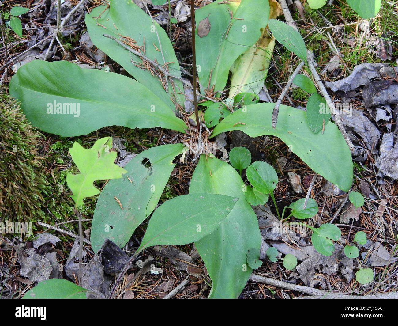 eastern shooting star (Primula meadia Stock Photo - Alamy
