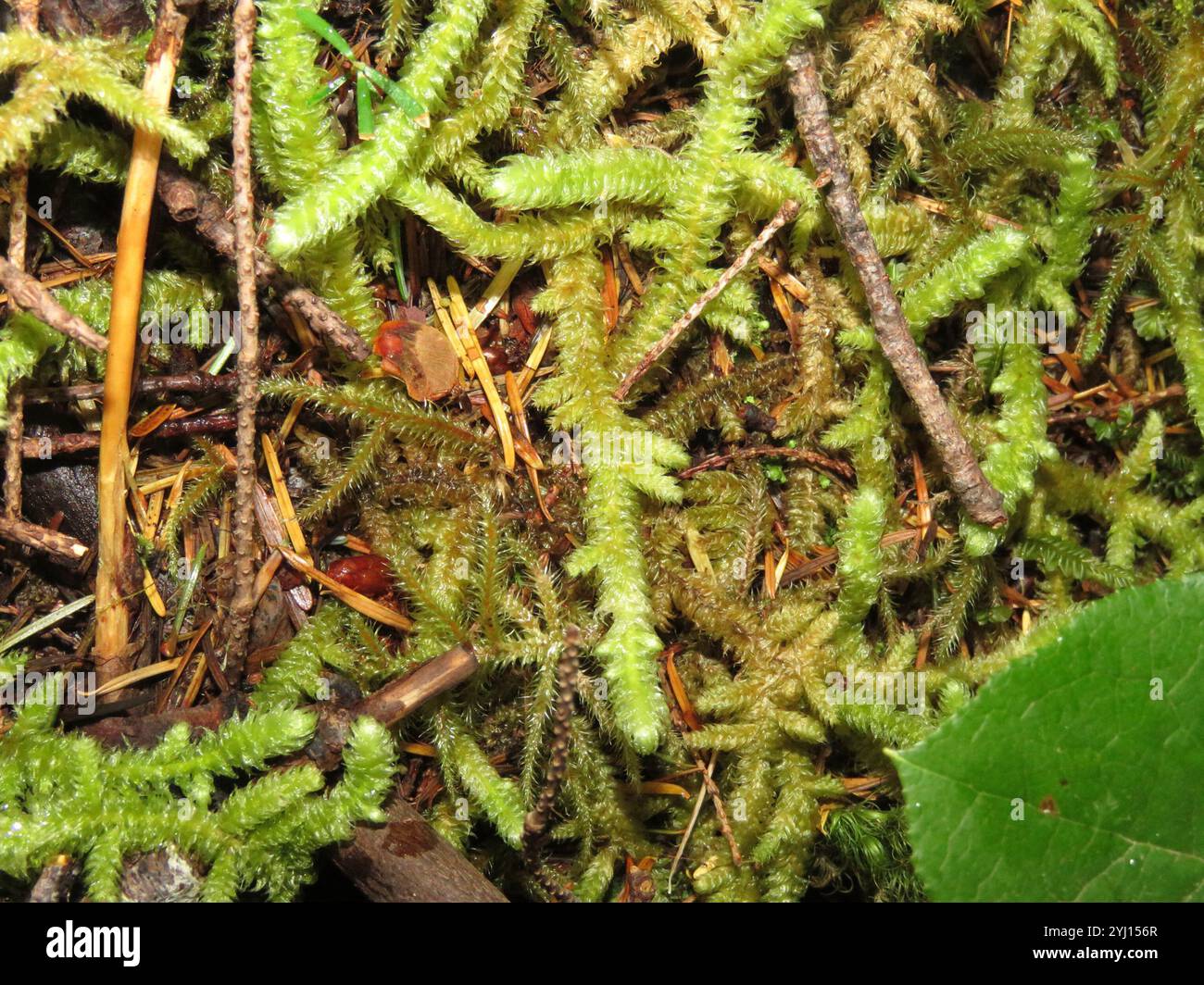 Pipecleaner Moss (Rhytidiopsis robusta Stock Photo - Alamy