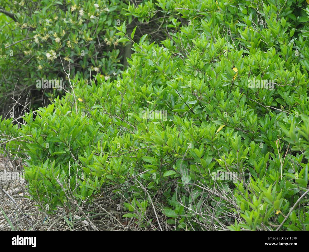 scrambling clerodendrum (Volkameria inermis Stock Photo - Alamy