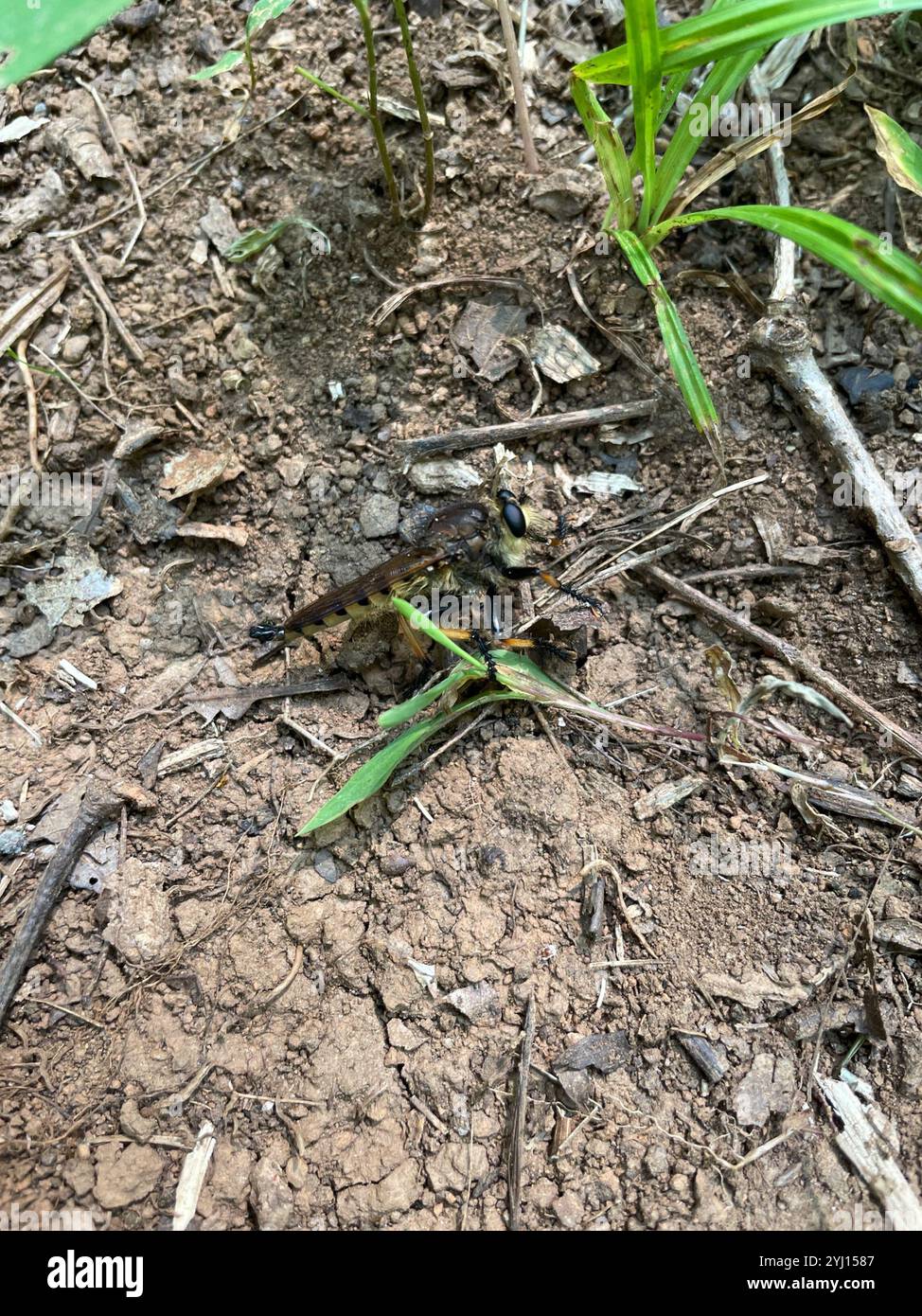 Red-footed Cannibal Fly (Promachus rufipes Stock Photo - Alamy