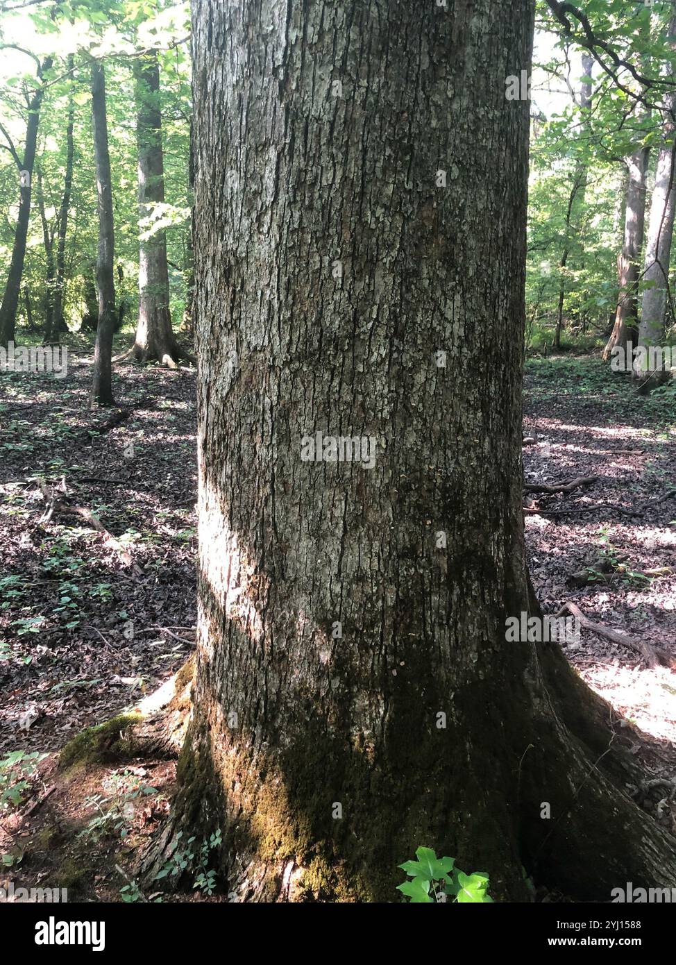 overcup oak (Quercus lyrata Stock Photo - Alamy