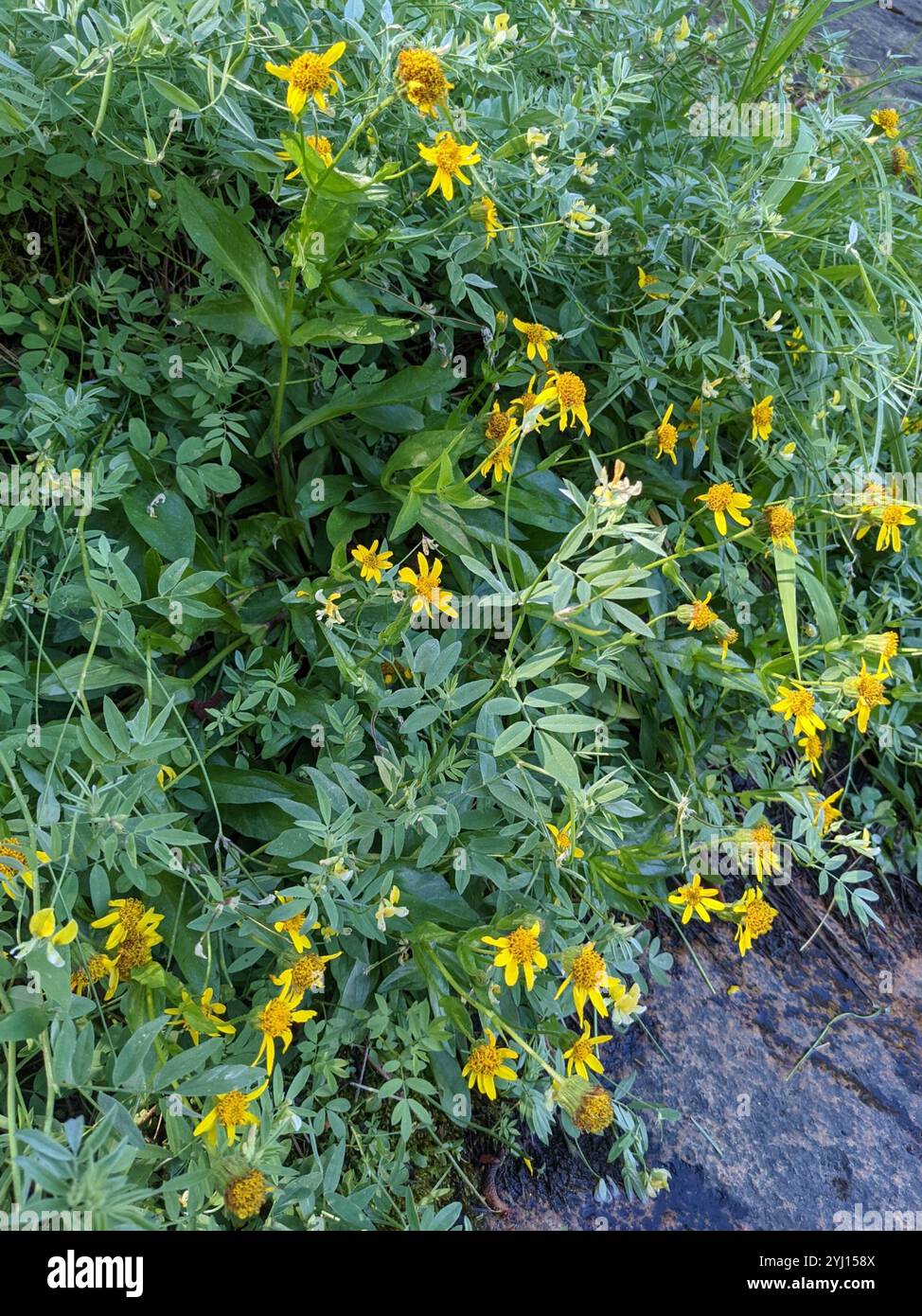 Arrowleaf Senecio (Senecio triangularis Stock Photo - Alamy