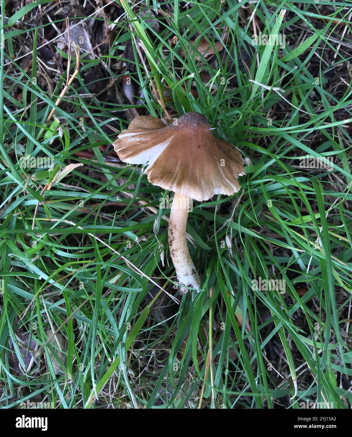 Fiber Caps (Inocybe Stock Photo - Alamy