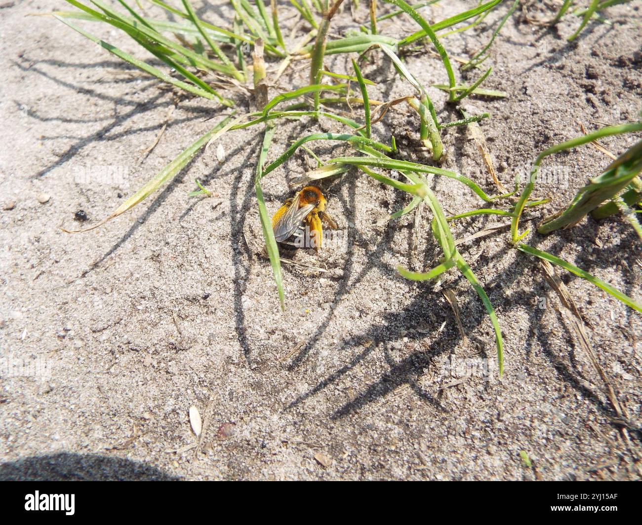 Common Pantaloon Bee (Dasypoda hirtipes Stock Photo - Alamy