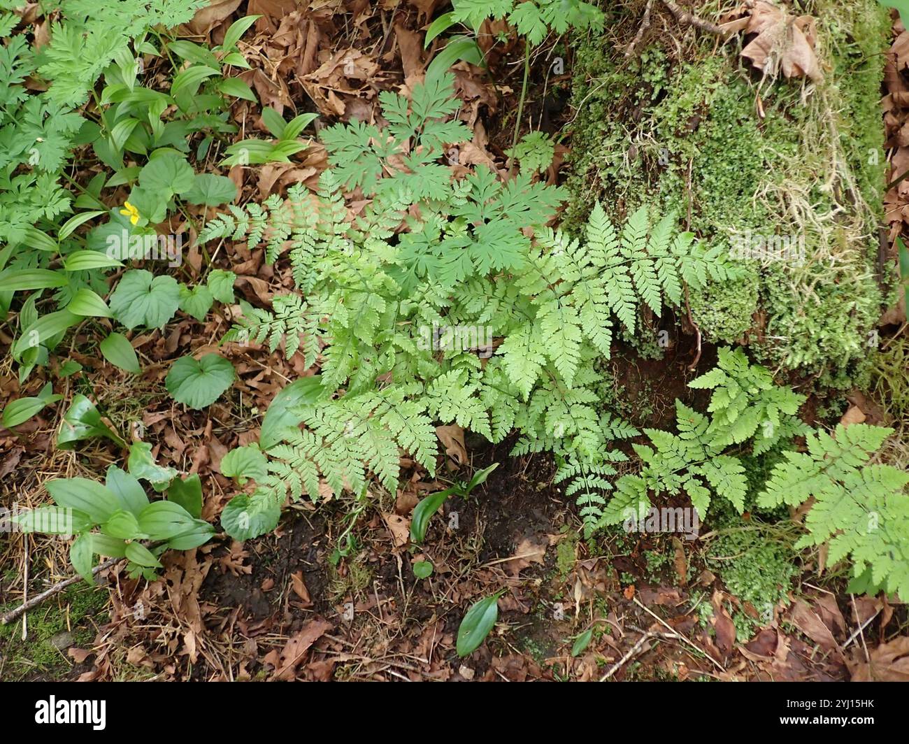 wood ferns (Dryopteris Stock Photo - Alamy