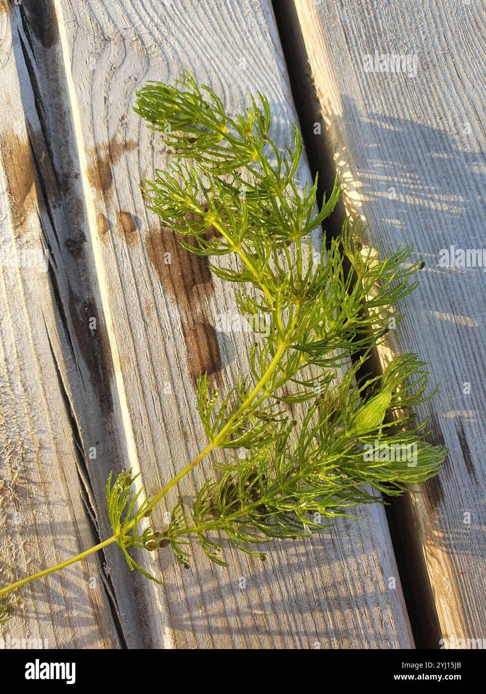 coontail (Ceratophyllum demersum Stock Photo - Alamy