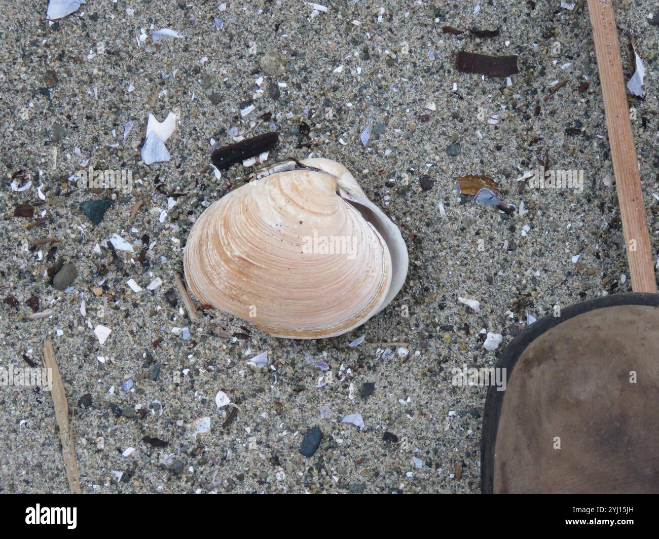 Butter Clam (Saxidomus gigantea Stock Photo - Alamy