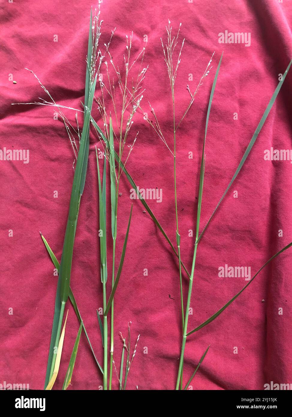 Torpedo grass (Panicum repens Stock Photo - Alamy