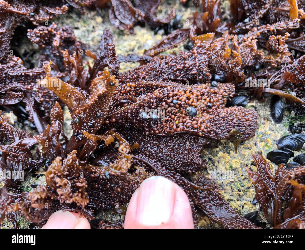 Mastocarpus papillatus hi-res stock photography and images - Alamy