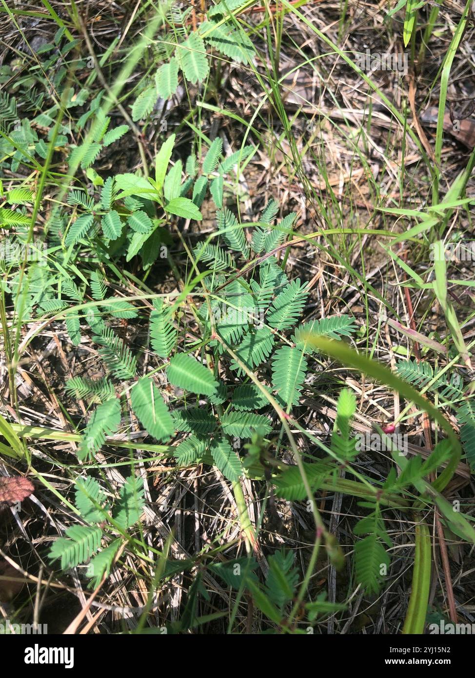 Yellow Puff (Neptunia lutea Stock Photo - Alamy