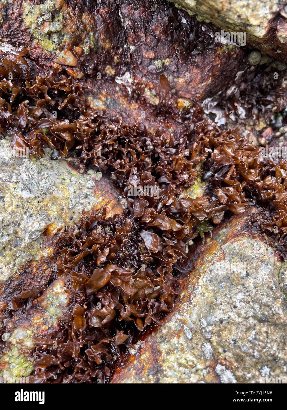 encrusting red algae (Mastocarpus Stock Photo - Alamy