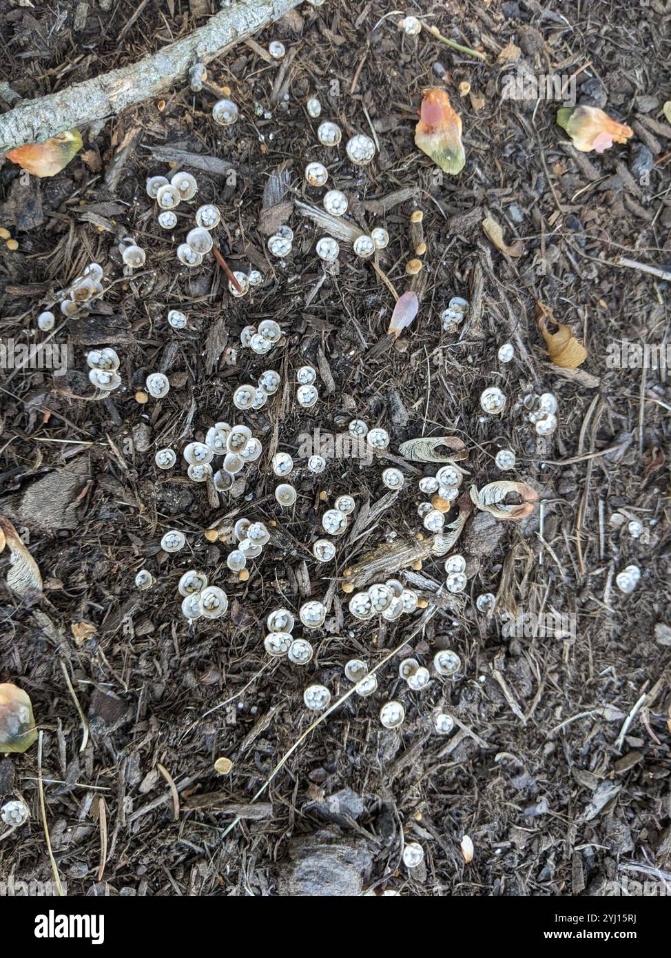 bird's nest fungi (Nidulariaceae Stock Photo - Alamy