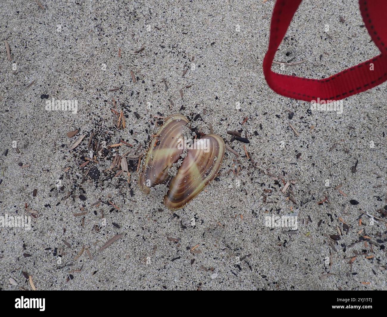 Pacific Razor Clam (Siliqua patula Stock Photo - Alamy