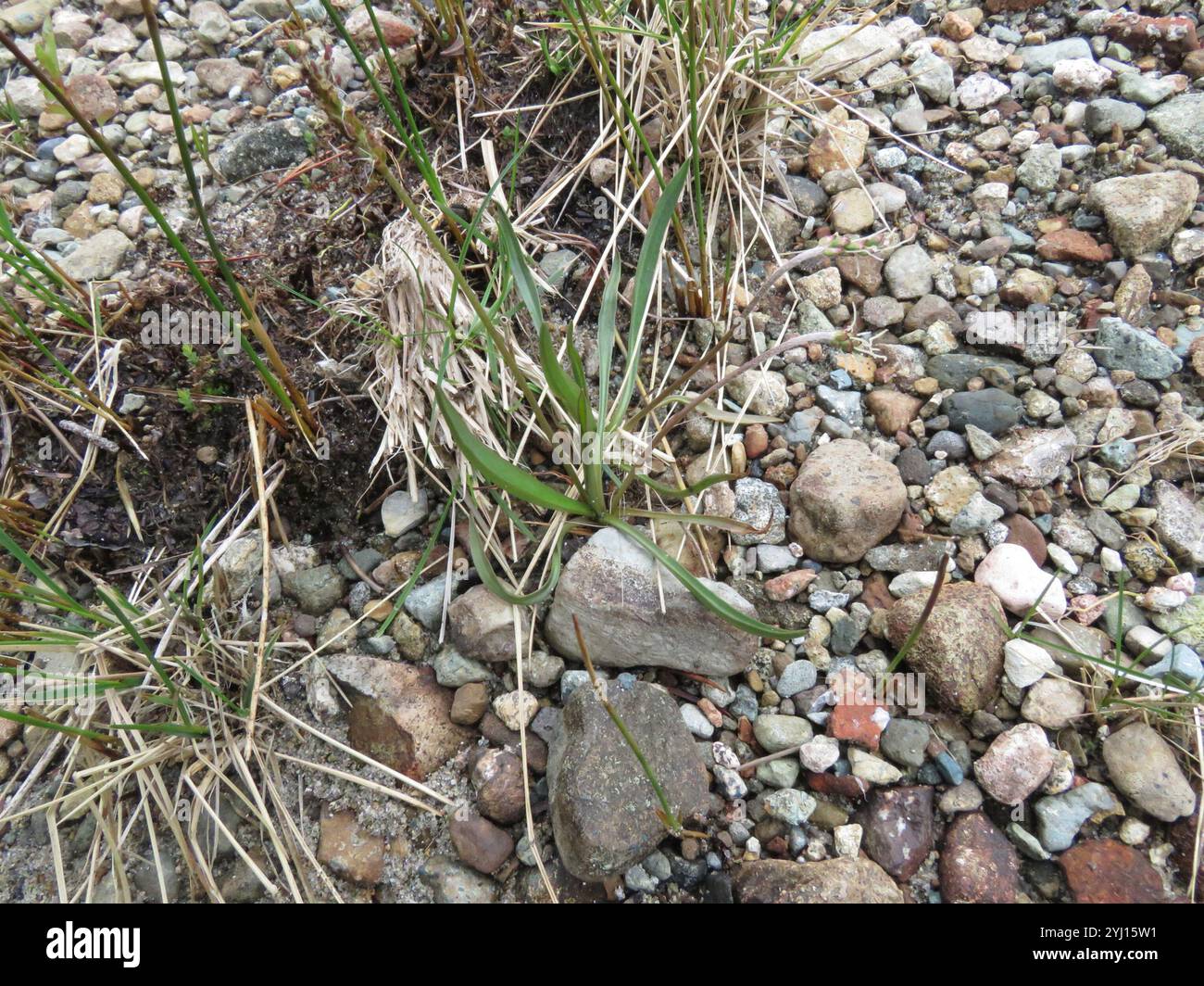 Alaska Plantain (Plantago macrocarpa Stock Photo - Alamy