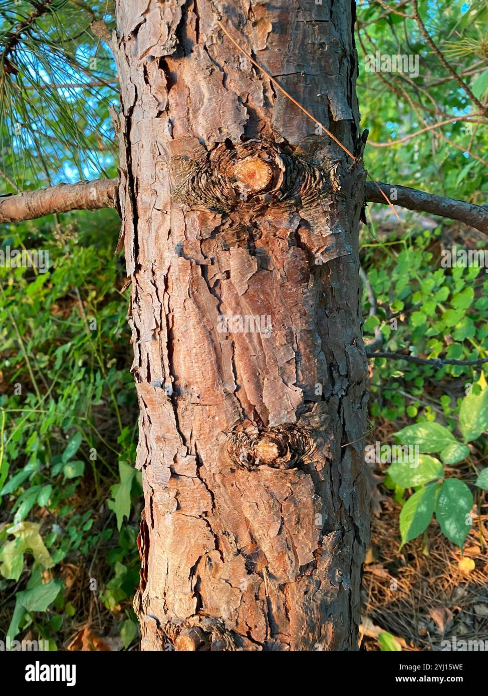red pine (Pinus resinosa Stock Photo - Alamy