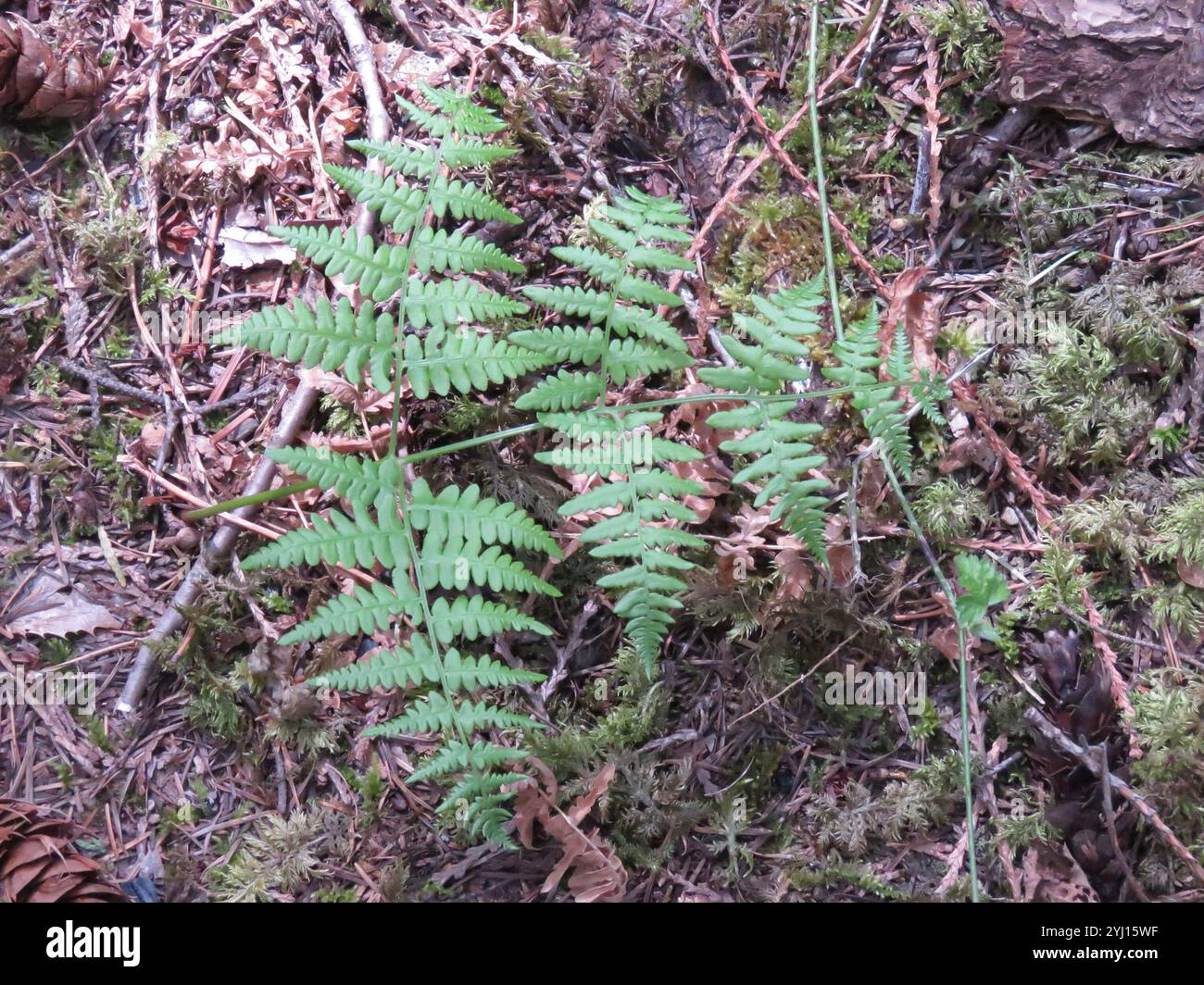common bracken (Pteridium aquilinum Stock Photo - Alamy