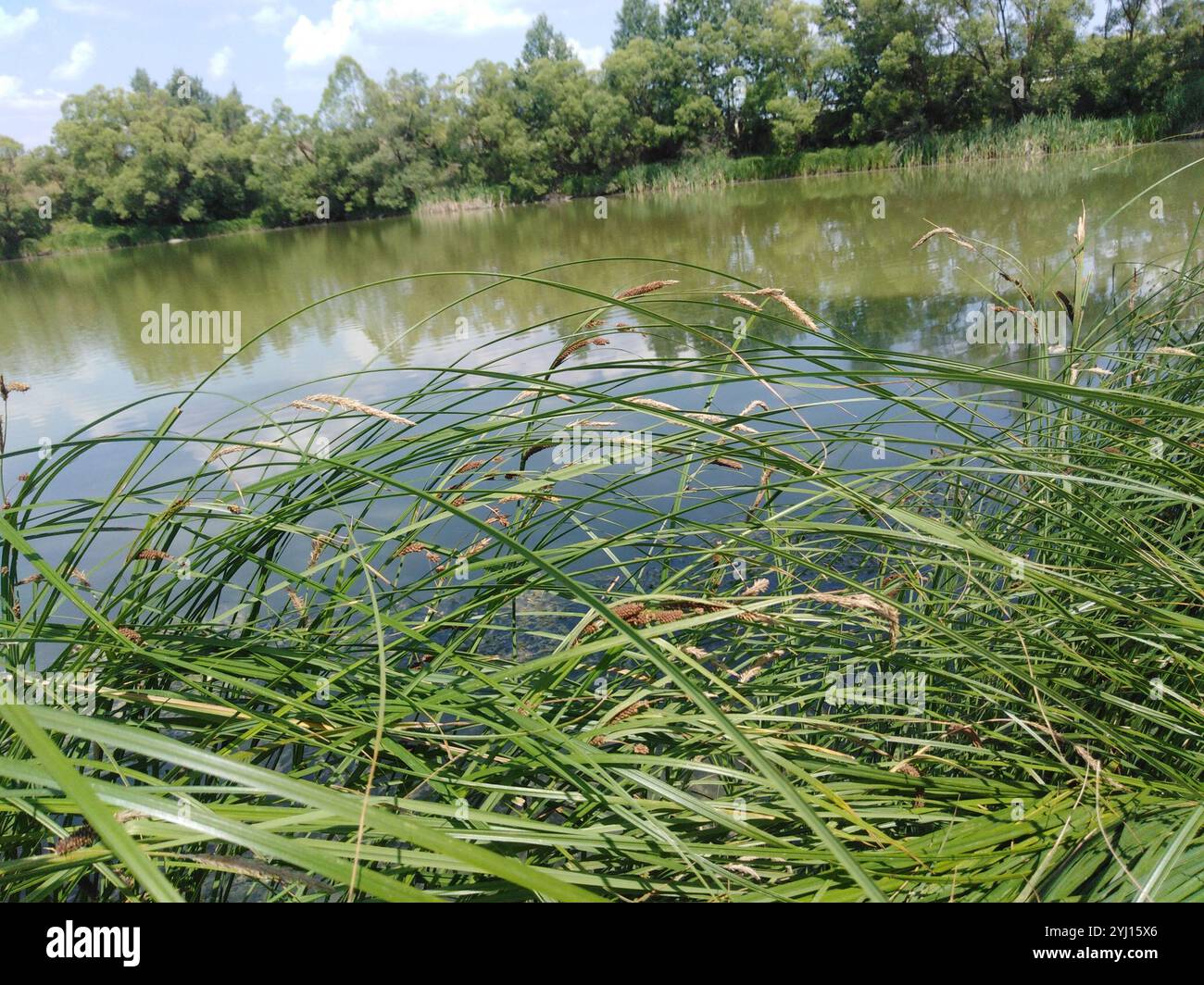 slender tufted-sedge (Carex acuta Stock Photo - Alamy