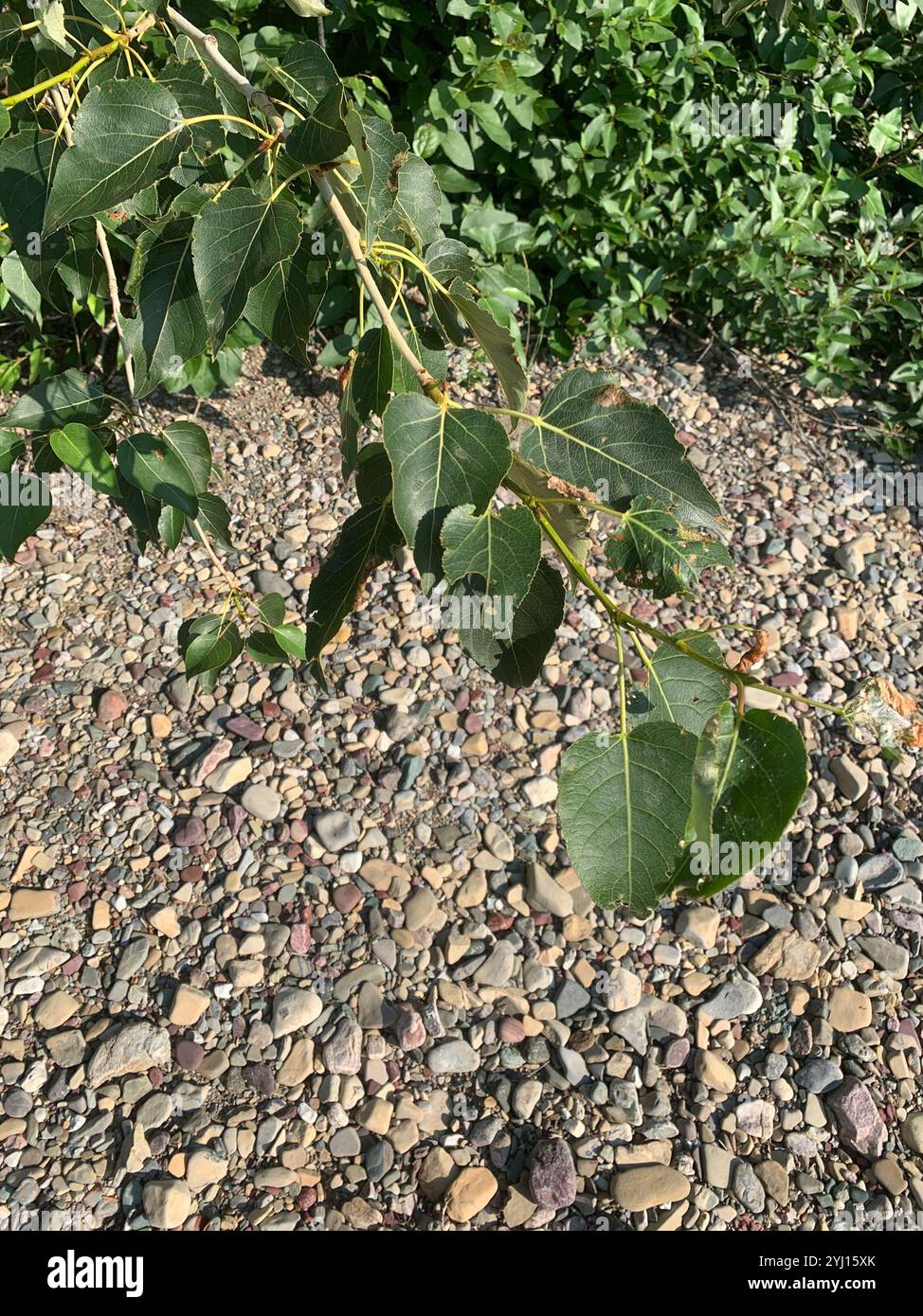 balsam poplar (Populus balsamifera Stock Photo - Alamy