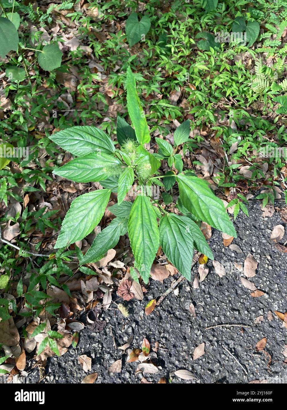Field Copperleaf (Acalypha arvensis Stock Photo - Alamy