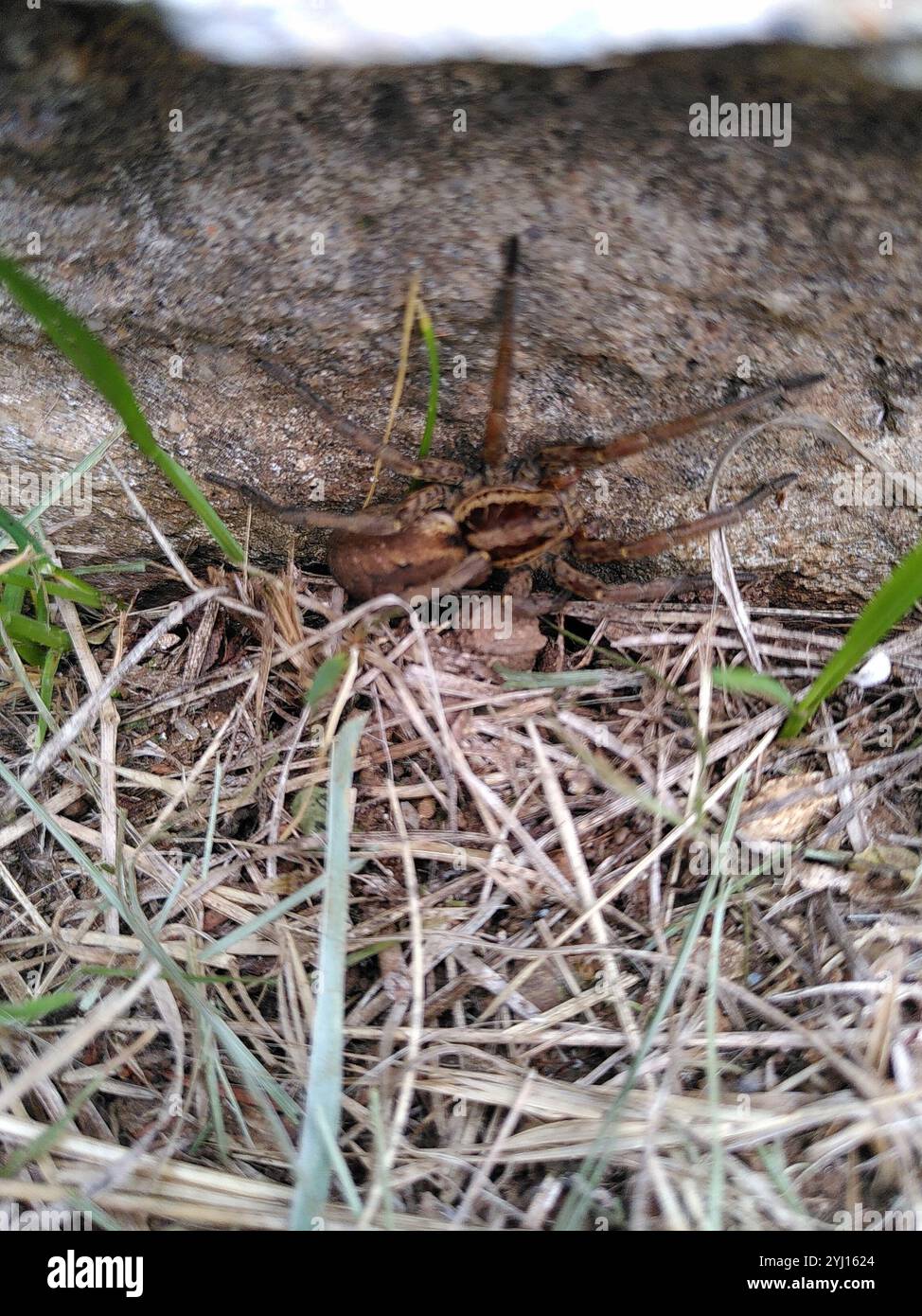 Radiated Wolf Spider (Hogna radiata Stock Photo - Alamy