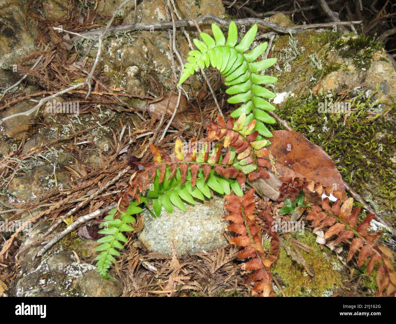 shield ferns (Polystichum Stock Photo - Alamy
