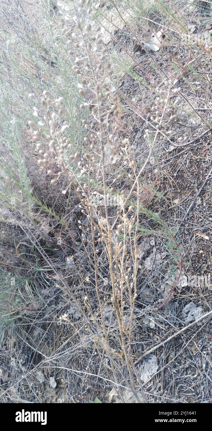 littlepod false flax (Camelina microcarpa Stock Photo - Alamy