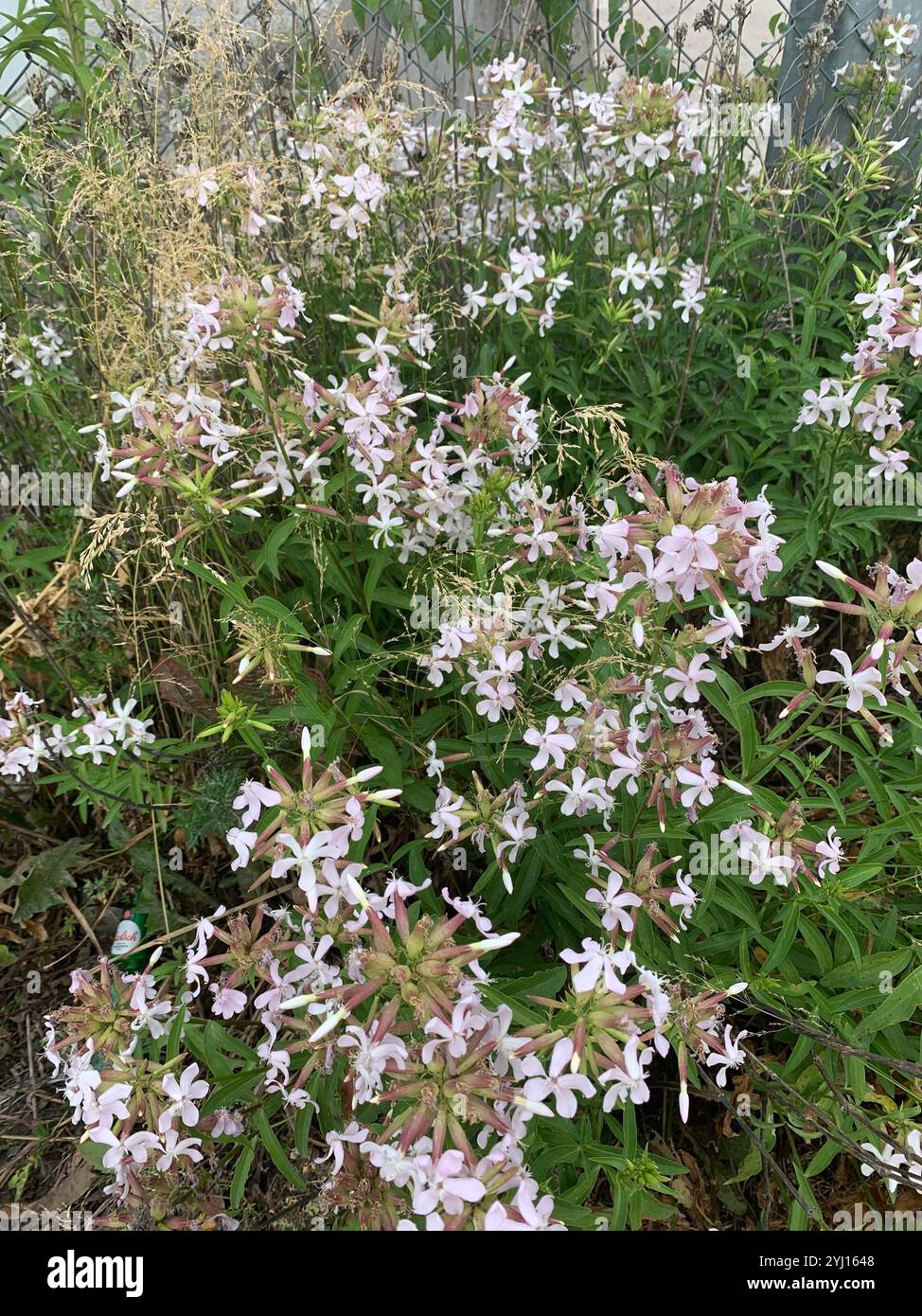 common soapwort (Saponaria officinalis Stock Photo - Alamy