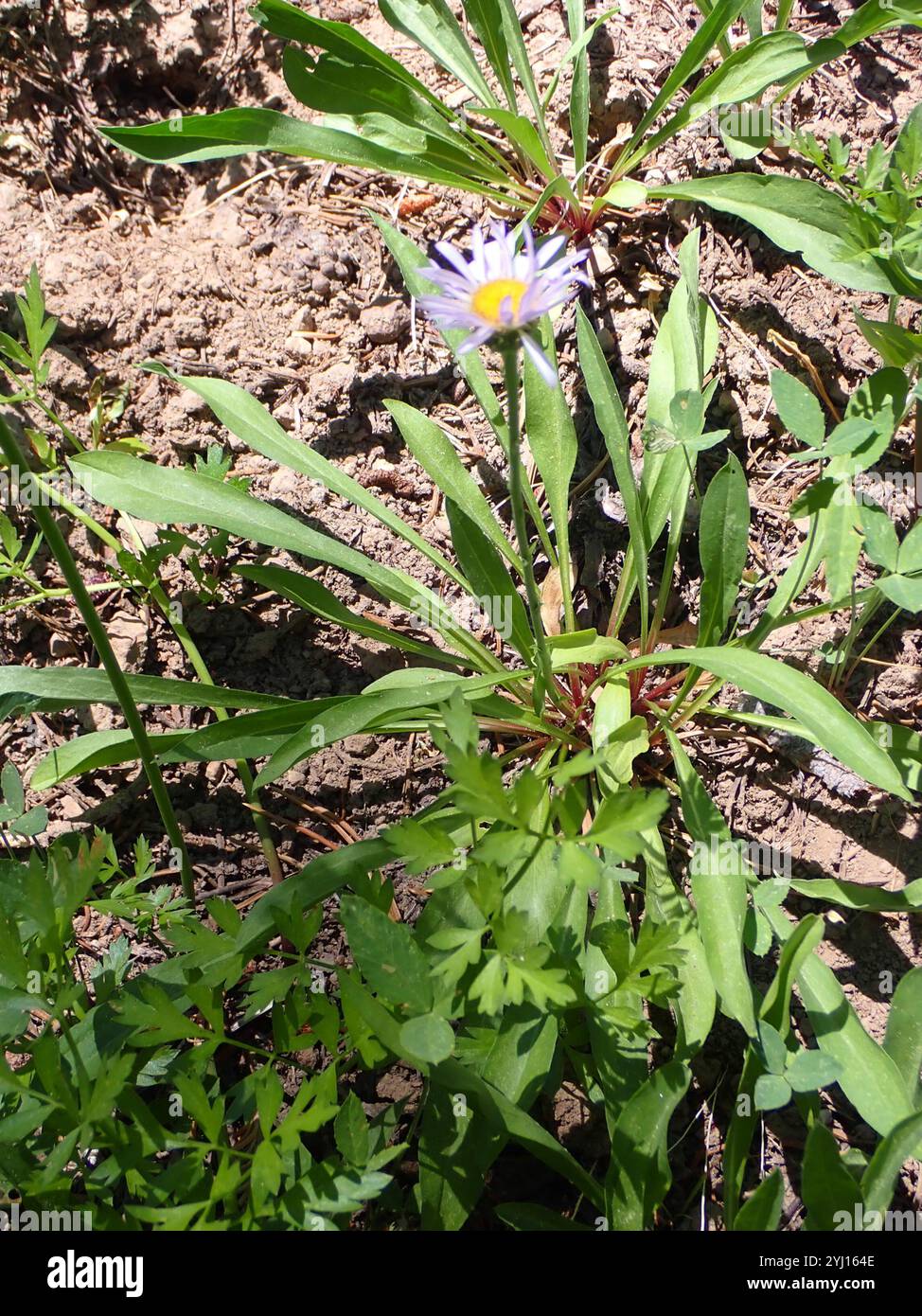 Subalpine Fleabane (Erigeron glacialis glacialis Stock Photo - Alamy