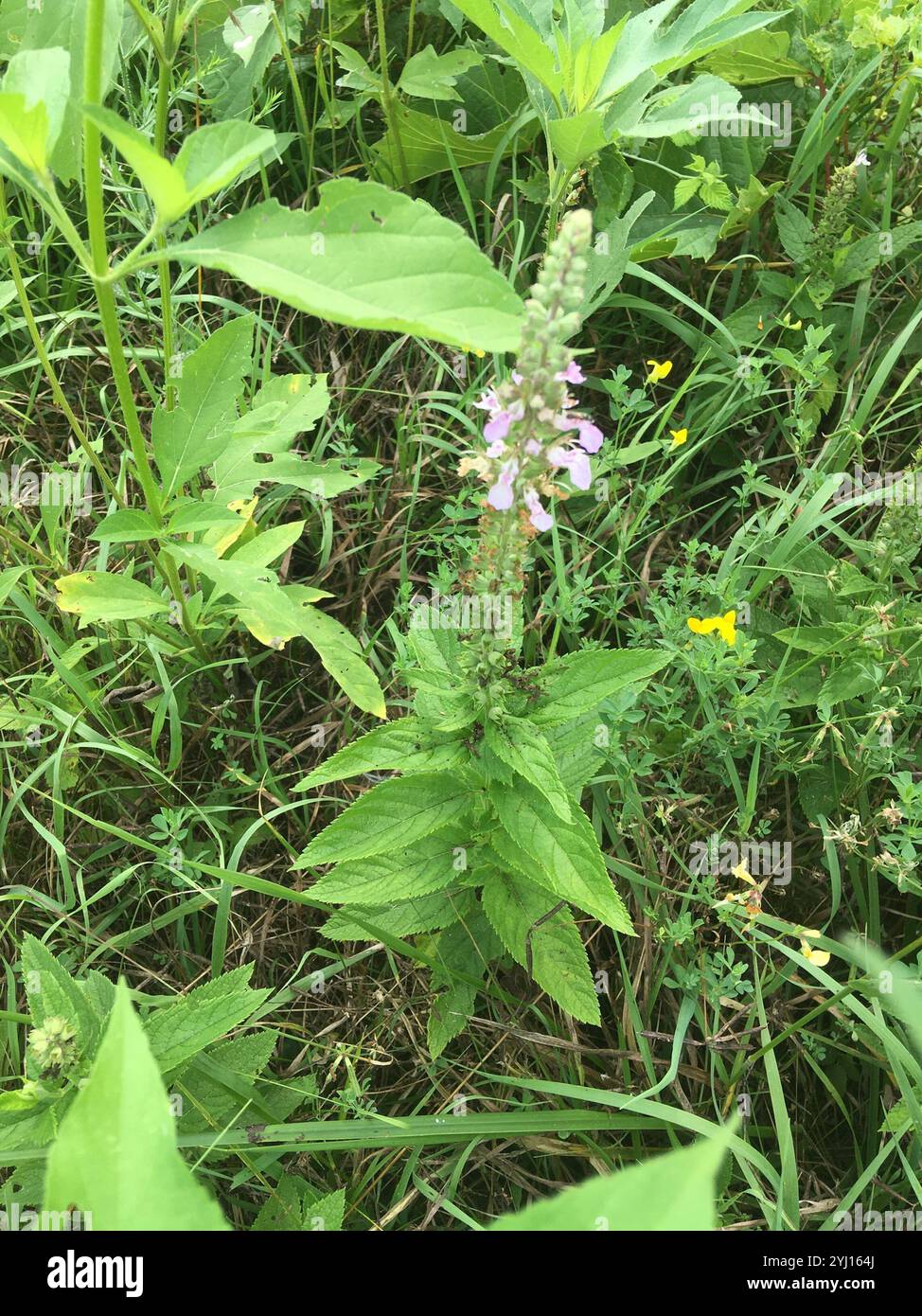 American germander (Teucrium canadense Stock Photo - Alamy