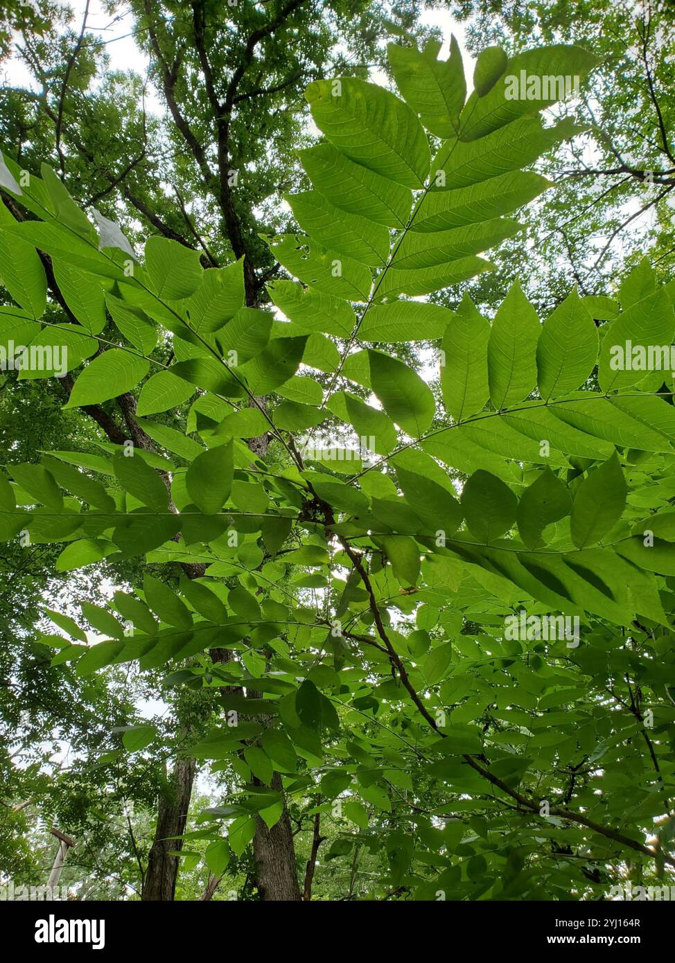 bitternut hickory (Carya cordiformis Stock Photo - Alamy