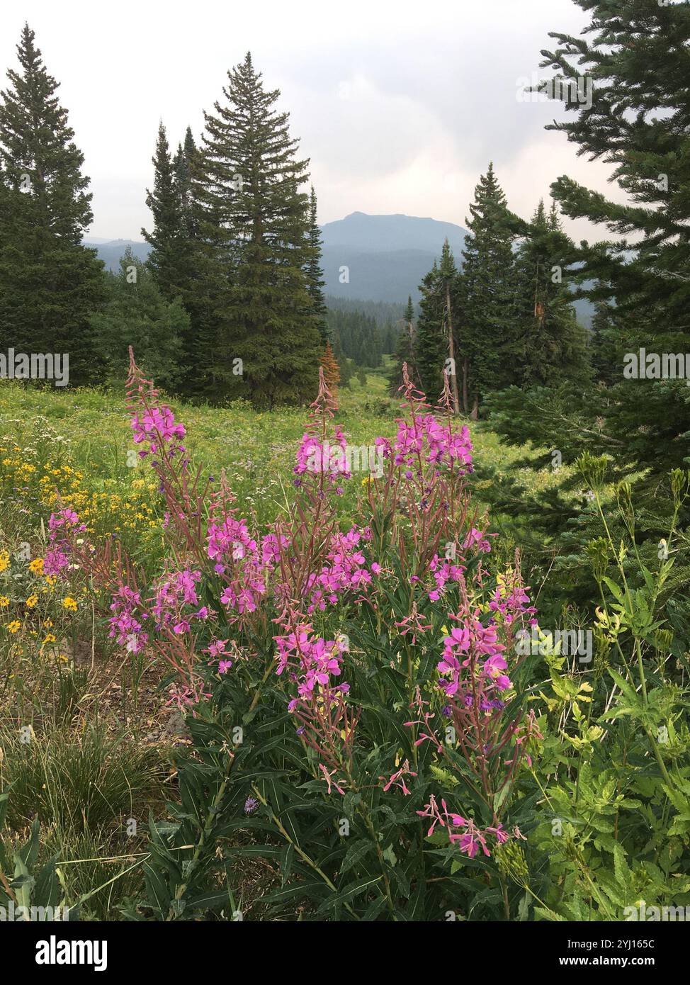 fireweed (Chamaenerion angustifolium Stock Photo - Alamy