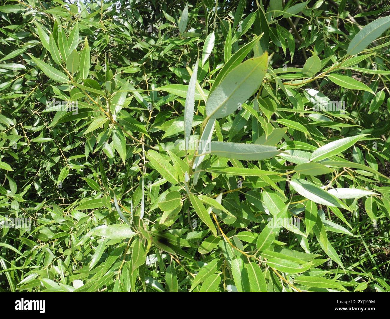 hybrid crack willow (Salix × fragilis Stock Photo - Alamy