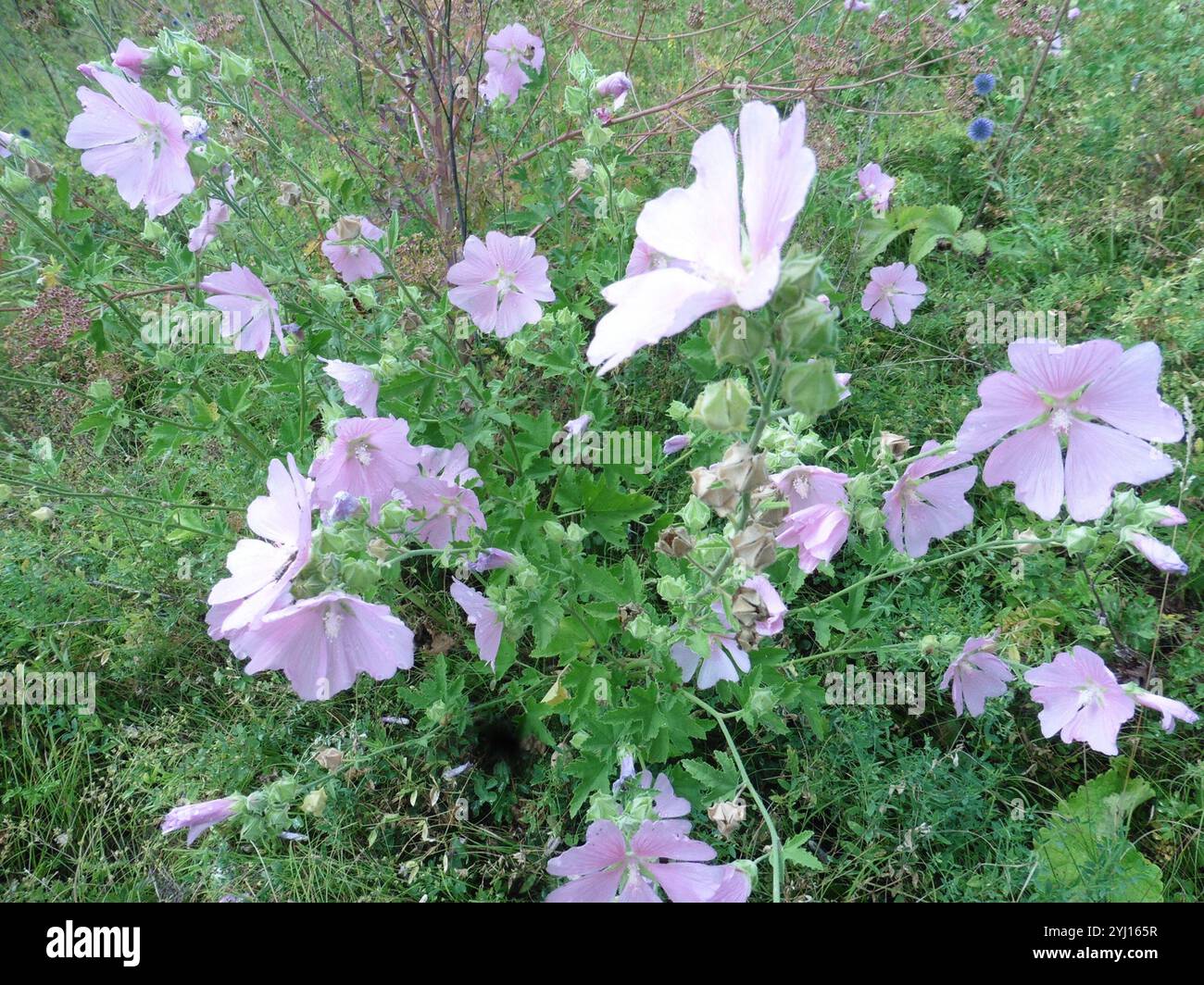 Eastern Tree-mallow (Malva thuringiaca Stock Photo - Alamy