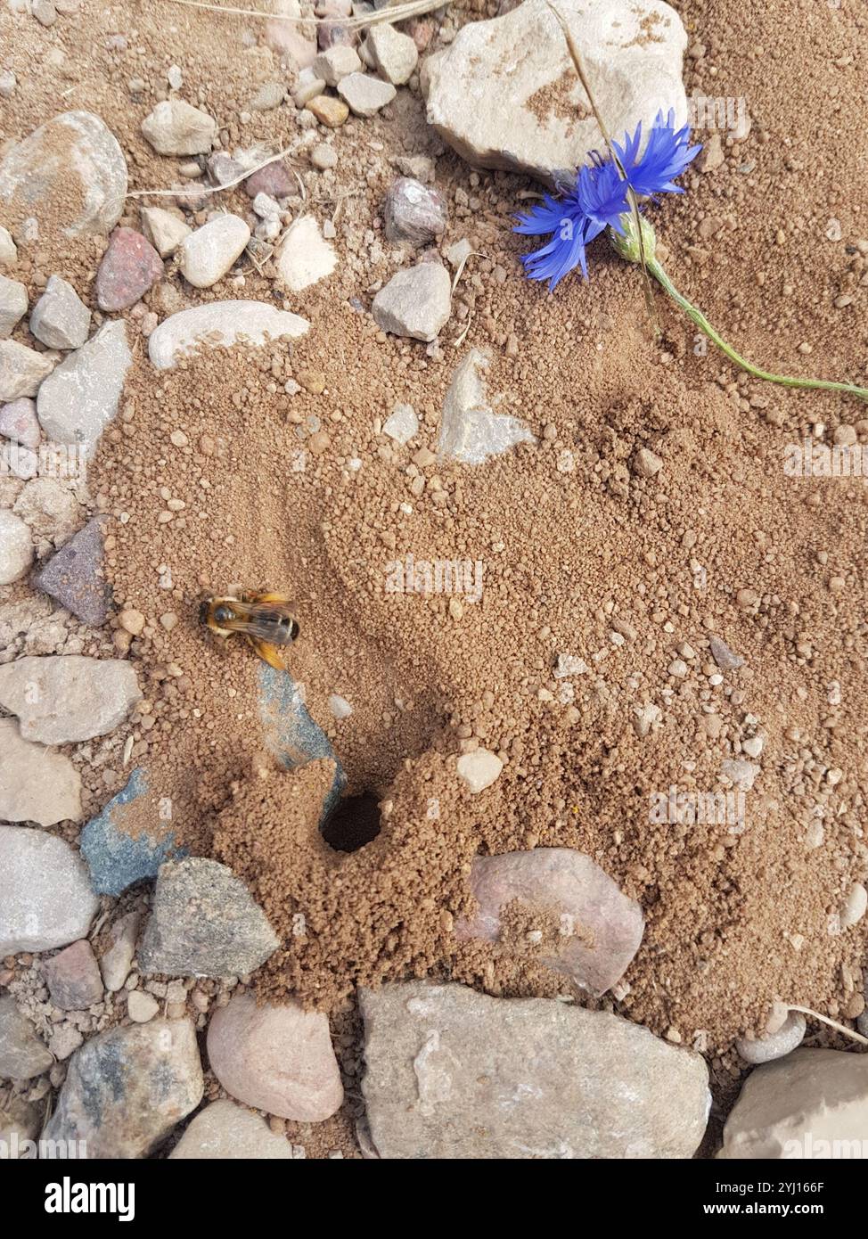 Common Pantaloon Bee (Dasypoda hirtipes Stock Photo - Alamy