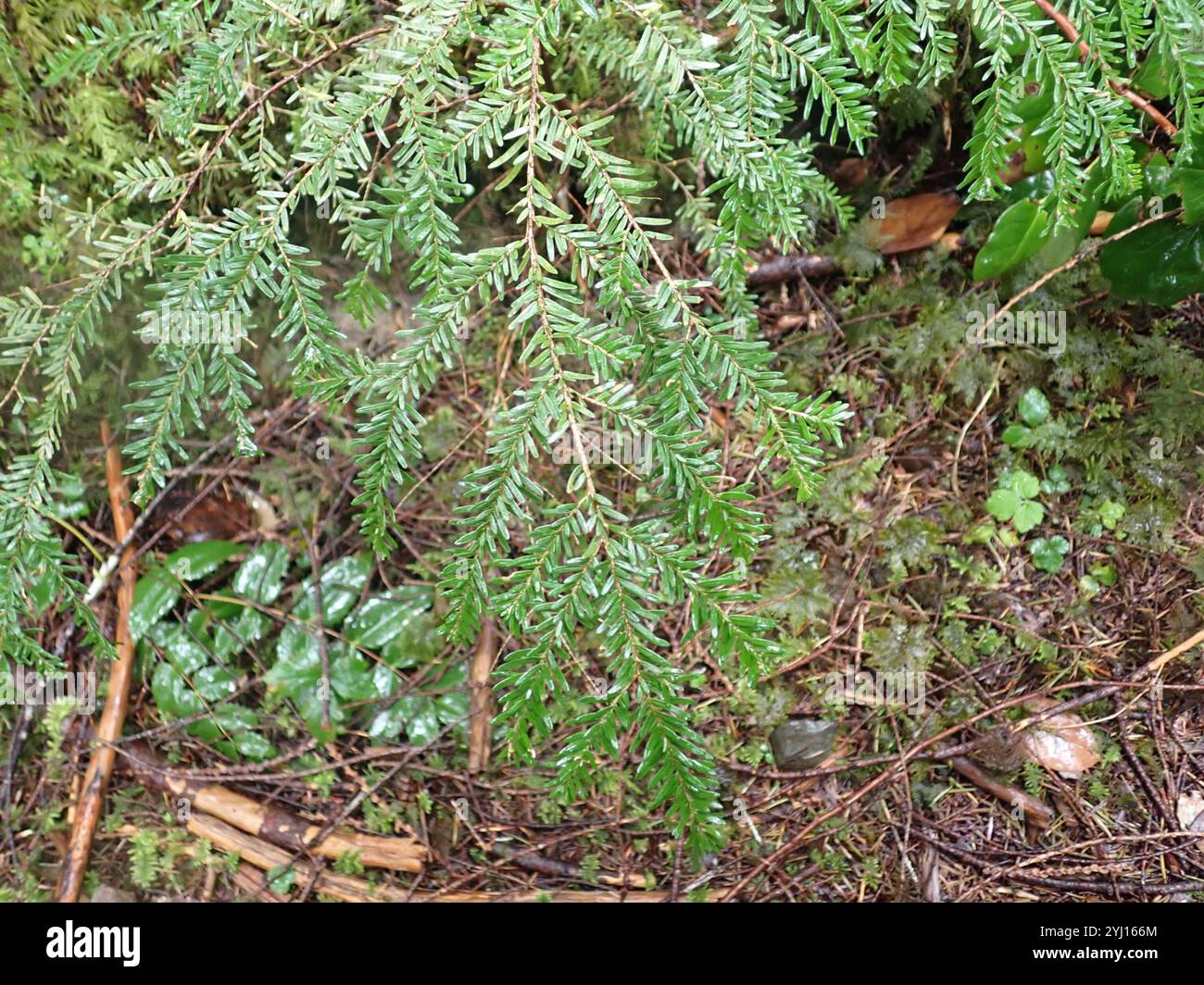 western hemlock (Tsuga heterophylla Stock Photo - Alamy