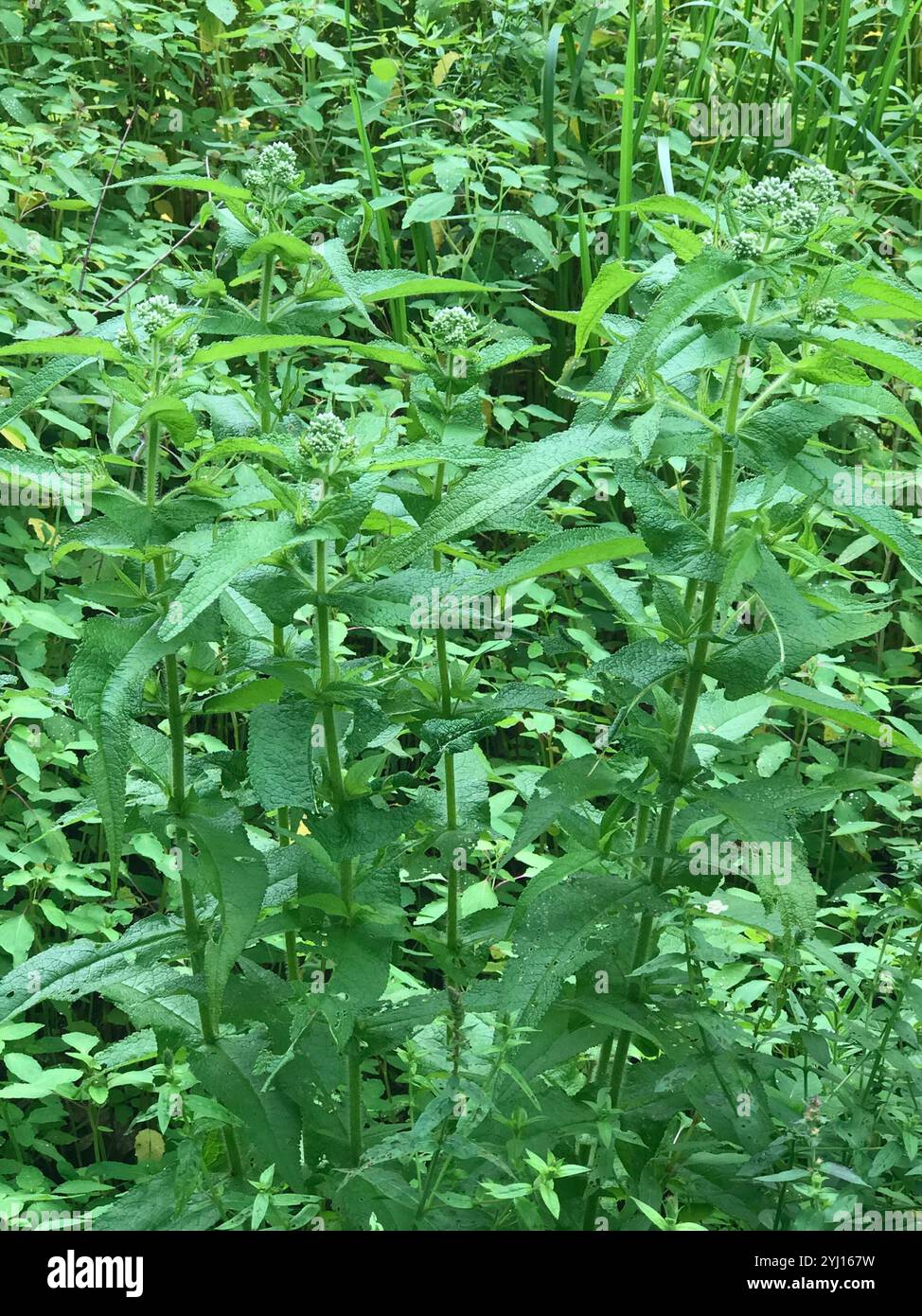 common boneset (Eupatorium perfoliatum Stock Photo - Alamy