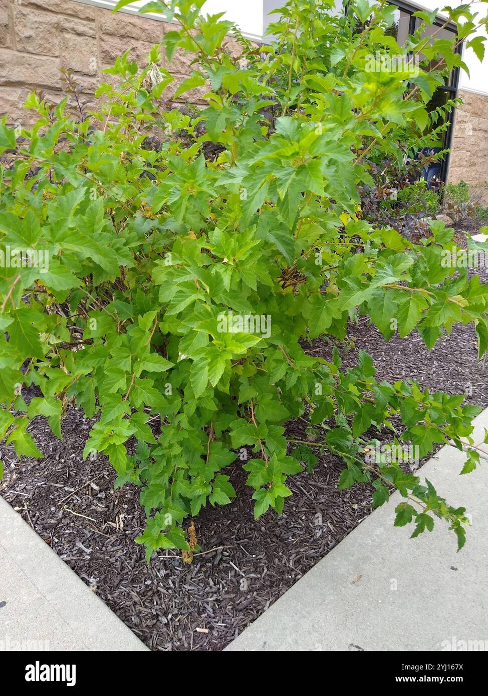 common ninebark (Physocarpus opulifolius Stock Photo - Alamy